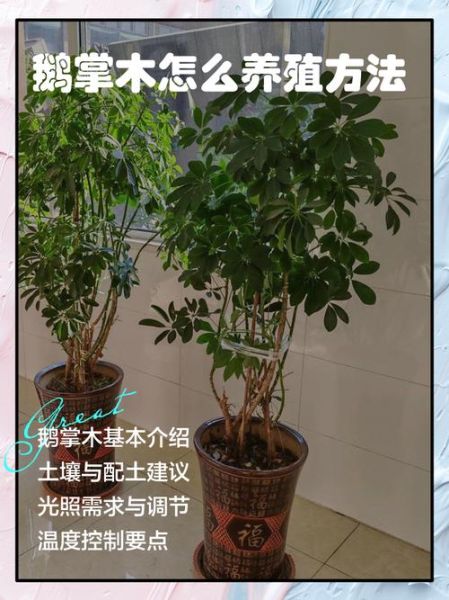 鹅掌木致癌是真的吗_室内养鹅掌木安全吗-第2张图片-山城妙识