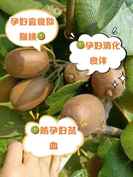 孕妇每天吃猕猴桃生下的宝宝_猕猴桃对胎儿的好处-第1张图片-山城妙识