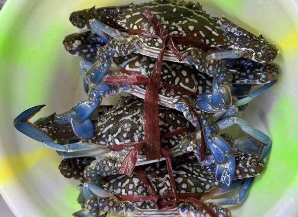 梭子蟹什么时候最便宜_梭子蟹几月份最便宜-第2张图片-山城妙识