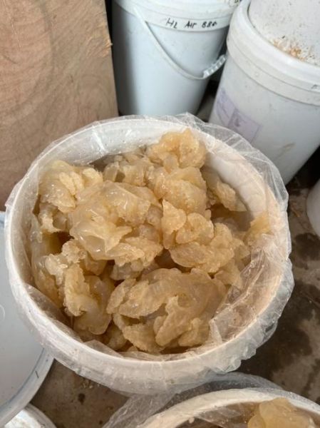 海蜇头怎么挑选_海蜇头图片大全哪里找-第3张图片-山城妙识