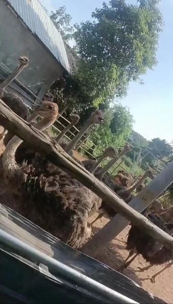 鸵鸟肉多少钱一斤_鸵鸟肉价格为什么贵-第1张图片-山城妙识 鸵鸟肉多少钱一斤_鸵鸟肉价格为什么贵-第1张图片-山城妙识