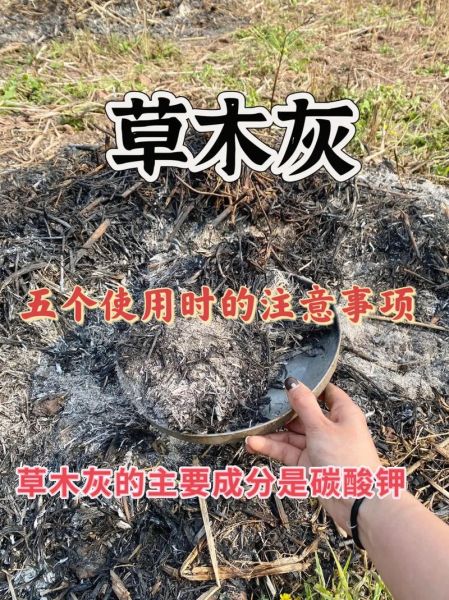 草木灰的作用有哪些_草木灰可以直接施肥吗-第2张图片-山城妙识