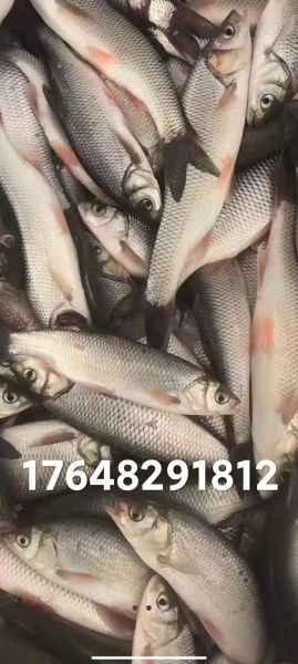 华子鱼产地在哪里_华子鱼多少钱一斤-第1张图片-山城妙识