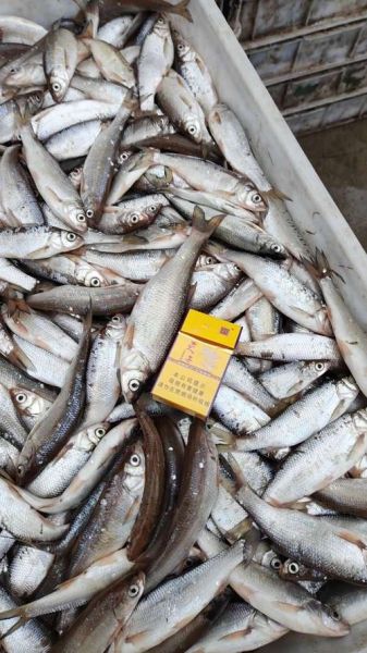 华子鱼产地在哪里_华子鱼多少钱一斤-第2张图片-山城妙识