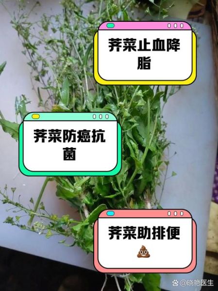 春芥菜的功效与作用_春芥菜怎么吃最好-第2张图片-山城妙识 春芥菜的功效与作用_春芥菜怎么吃最好-第2张图片-山城妙识