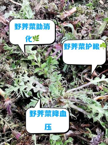 春芥菜的功效与作用_春芥菜怎么吃最好-第3张图片-山城妙识 春芥菜的功效与作用_春芥菜怎么吃最好-第3张图片-山城妙识