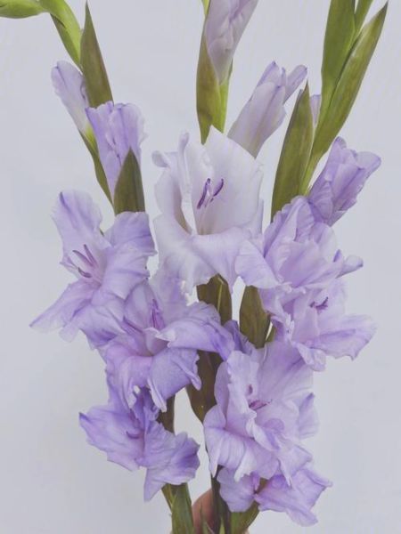 香芋色是什么颜色_香芋色和紫色区别-第1张图片-山城妙识