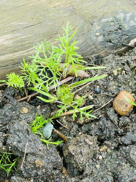野茴香菜长什么样_野茴香菜和茴香苗区别-第3张图片-山城妙识 野茴香菜长什么样_野茴香菜和茴香苗区别-第3张图片-山城妙识