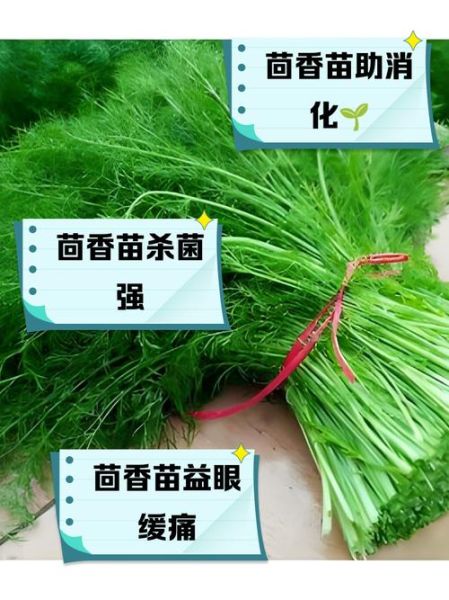 野茴香菜长什么样_野茴香菜和茴香苗区别-第1张图片-山城妙识 野茴香菜长什么样_野茴香菜和茴香苗区别-第1张图片-山城妙识