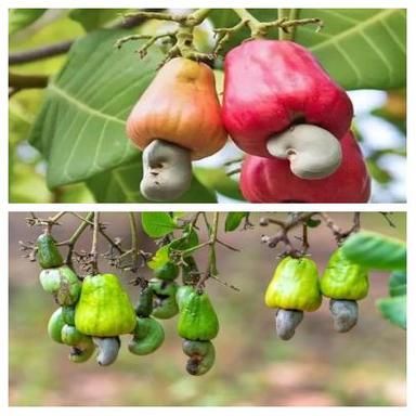 腰果梨能吃吗_腰果梨怎么吃-第2张图片-山城妙识 腰果梨能吃吗_腰果梨怎么吃-第2张图片-山城妙识