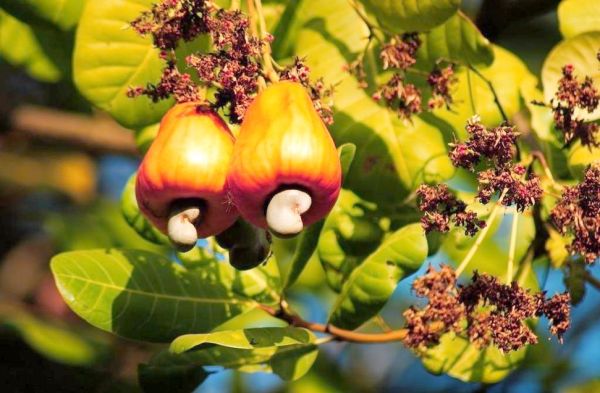 腰果梨能吃吗_腰果梨怎么吃-第3张图片-山城妙识 腰果梨能吃吗_腰果梨怎么吃-第3张图片-山城妙识