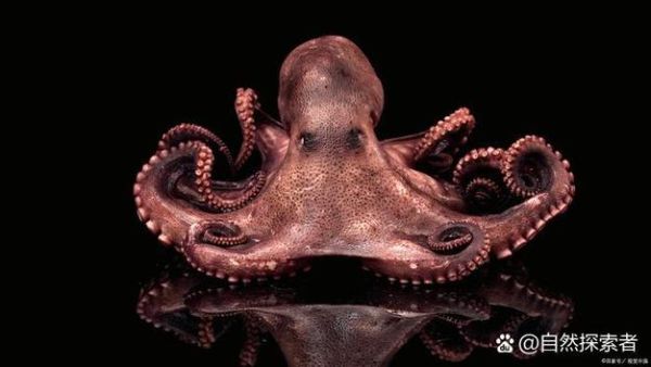 章鱼和乌贼是一种动物吗_区别在哪里-第2张图片-山城妙识 章鱼和乌贼是一种动物吗_区别在哪里-第2张图片-山城妙识