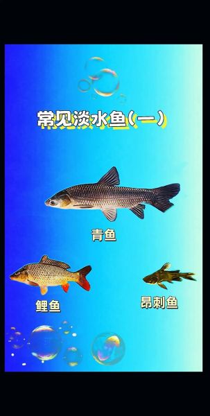 鱼的种类图片大全_如何快速识别常见淡水鱼-第1张图片-山城妙识 鱼的种类图片大全_如何快速识别常见淡水鱼-第1张图片-山城妙识