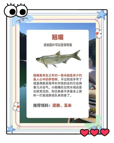 鱼的种类图片大全_如何快速识别常见淡水鱼-第2张图片-山城妙识 鱼的种类图片大全_如何快速识别常见淡水鱼-第2张图片-山城妙识