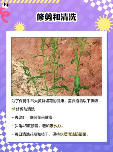 牛耳大黄的功效与作用_牛耳大黄能治什么病-第1张图片-山城妙识 牛耳大黄的功效与作用_牛耳大黄能治什么病-第1张图片-山城妙识