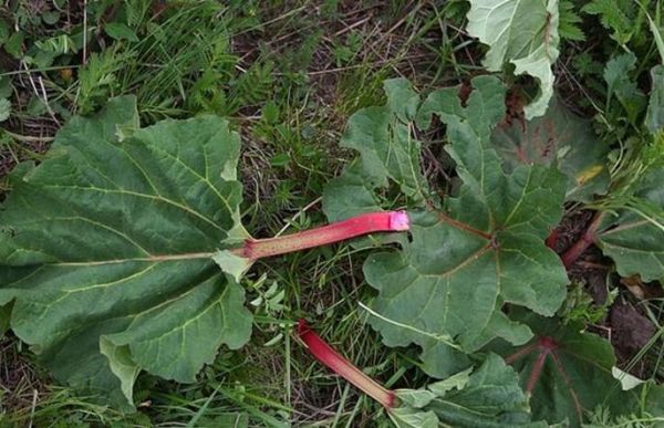 牛耳大黄的功效与作用_牛耳大黄能治什么病-第3张图片-山城妙识 牛耳大黄的功效与作用_牛耳大黄能治什么病-第3张图片-山城妙识