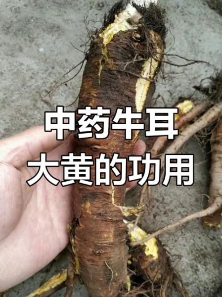 牛耳大黄的功效与作用_牛耳大黄能治什么病-第2张图片-山城妙识 牛耳大黄的功效与作用_牛耳大黄能治什么病-第2张图片-山城妙识