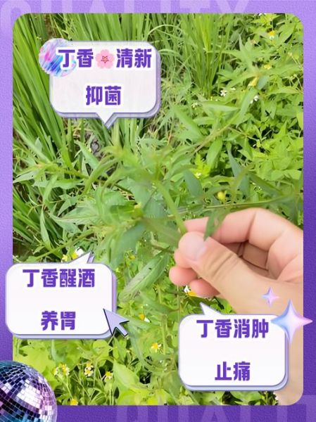 丁香的功效与作用_丁香泡水喝的禁忌-第1张图片-山城妙识 丁香的功效与作用_丁香泡水喝的禁忌-第1张图片-山城妙识