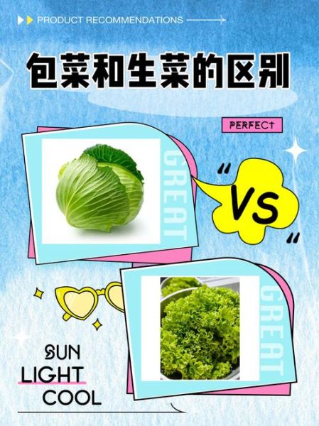 包生菜和生菜的区别_哪个更适合做沙拉-第1张图片-山城妙识