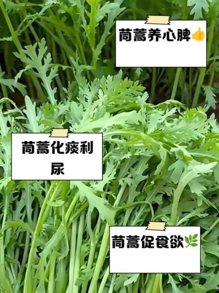 皇帝菜怎么吃_皇帝菜做法大全-第1张图片-山城妙识 皇帝菜怎么吃_皇帝菜做法大全-第1张图片-山城妙识