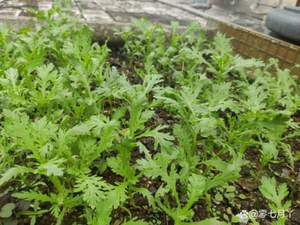 皇帝菜怎么吃_皇帝菜做法大全-第2张图片-山城妙识 皇帝菜怎么吃_皇帝菜做法大全-第2张图片-山城妙识