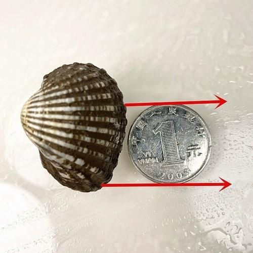 毛蚶子学名是什么_毛蚶子与血蚶区别-第3张图片-山城妙识