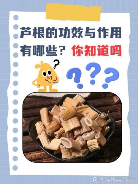 芦根的功效与作用及禁忌症_哪些人不能吃芦根-第2张图片-山城妙识 芦根的功效与作用及禁忌症_哪些人不能吃芦根-第2张图片-山城妙识