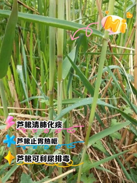 芦根的功效与作用及禁忌症_哪些人不能吃芦根-第3张图片-山城妙识 芦根的功效与作用及禁忌症_哪些人不能吃芦根-第3张图片-山城妙识