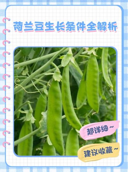 荷兰豆原产地是哪个国家_荷兰豆历史起源-第1张图片-山城妙识