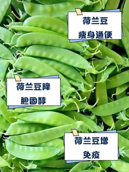 荷兰豆原产地是哪个国家_荷兰豆历史起源-第3张图片-山城妙识