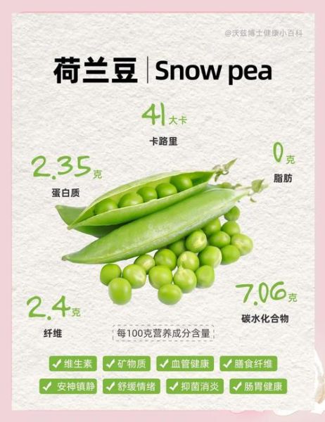 荷兰豆原产地是哪个国家_荷兰豆历史起源-第2张图片-山城妙识