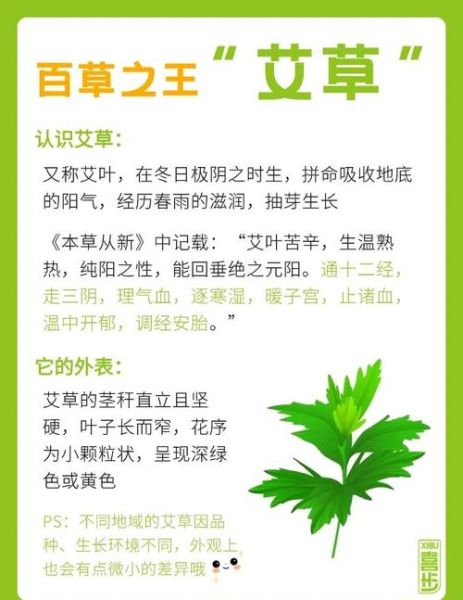 艾草有什么作用_艾草泡脚的功效与禁忌-第1张图片-山城妙识 艾草有什么作用_艾草泡脚的功效与禁忌-第1张图片-山城妙识