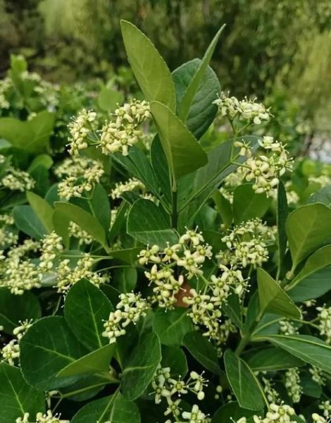 苦丁茶树长什么样_苦丁茶树图片怎么辨认-第1张图片-山城妙识