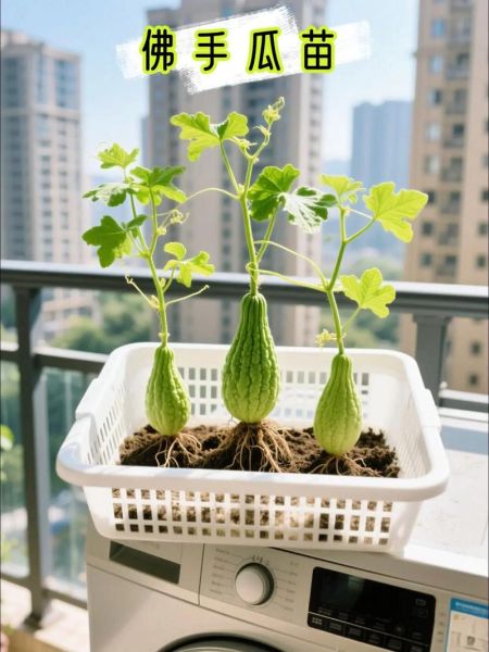 佛手瓜阳台盆栽图片_佛手瓜阳台盆栽怎么种-第2张图片-山城妙识