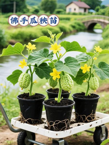 佛手瓜阳台盆栽图片_佛手瓜阳台盆栽怎么种-第3张图片-山城妙识