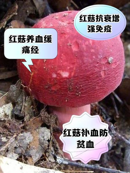 红菇怎么做好吃_红菇的食用方法有哪些-第1张图片-山城妙识 红菇怎么做好吃_红菇的食用方法有哪些-第1张图片-山城妙识