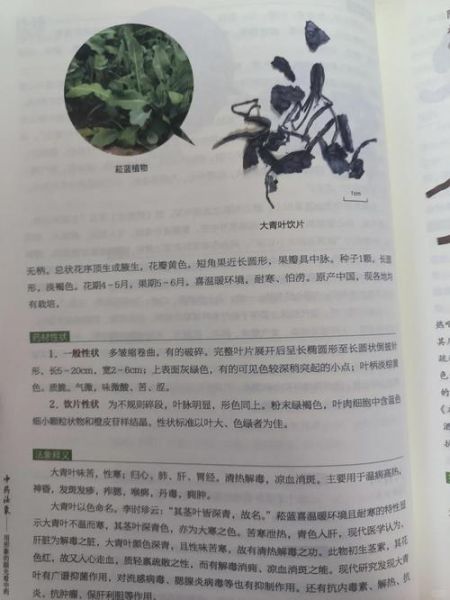 大青叶的功效与作用_大青叶能治哪些病-第3张图片-山城妙识