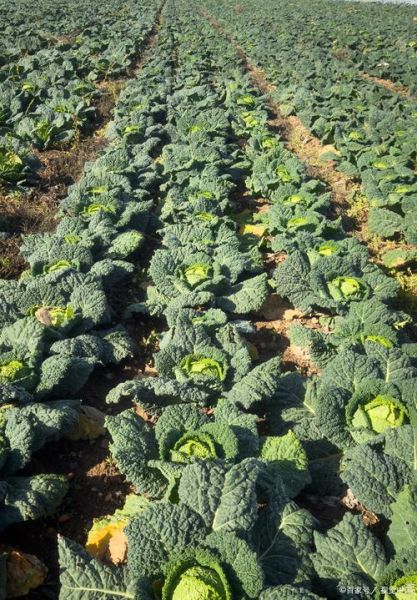 卷心菜包子卷心菜要焯水吗_焯水会不会影响口感-第2张图片-山城妙识