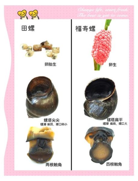 田螺吃什么_如何喂养-第3张图片-山城妙识