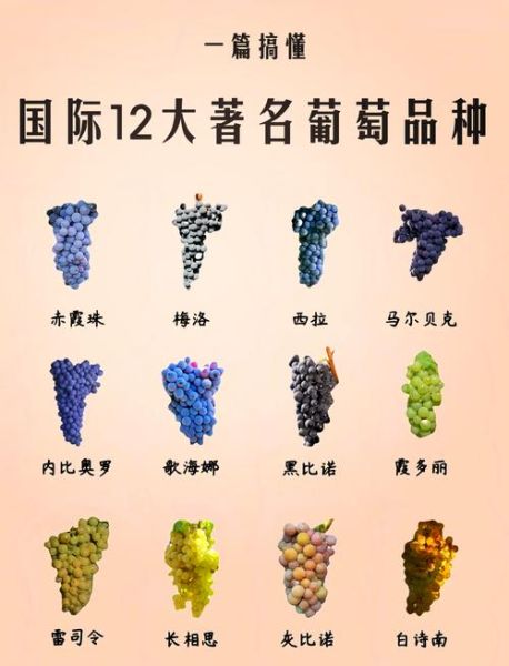 葡萄种类图片大全大图_如何快速识别常见品种-第1张图片-山城妙识