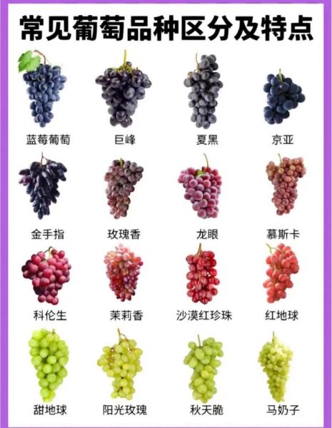 葡萄种类图片大全大图_如何快速识别常见品种-第3张图片-山城妙识