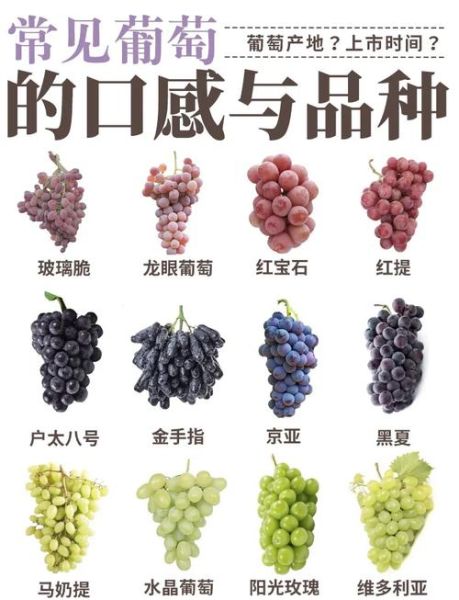 葡萄种类图片大全大图_如何快速识别常见品种-第2张图片-山城妙识