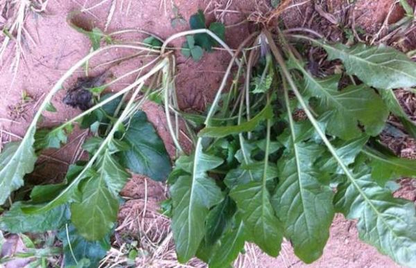 菱角菜孕妇能吃吗_孕妇吃菱角菜注意事项-第3张图片-山城妙识