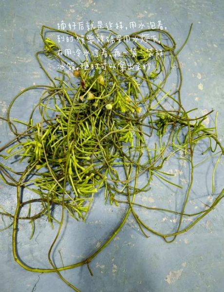 菱角菜孕妇能吃吗_孕妇吃菱角菜注意事项-第2张图片-山城妙识