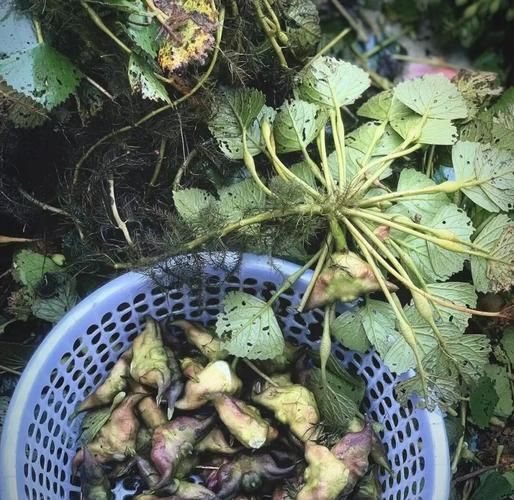 菱角菜孕妇能吃吗_孕妇吃菱角菜注意事项-第1张图片-山城妙识