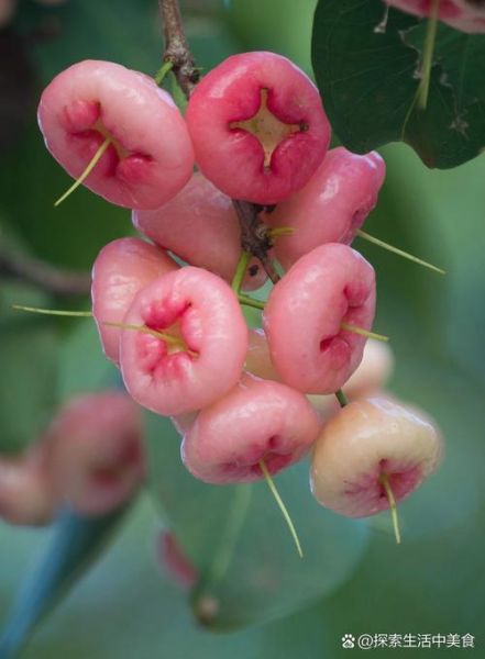 洋蒲桃怎么吃_洋蒲桃和莲雾的区别-第2张图片-山城妙识 洋蒲桃怎么吃_洋蒲桃和莲雾的区别-第2张图片-山城妙识