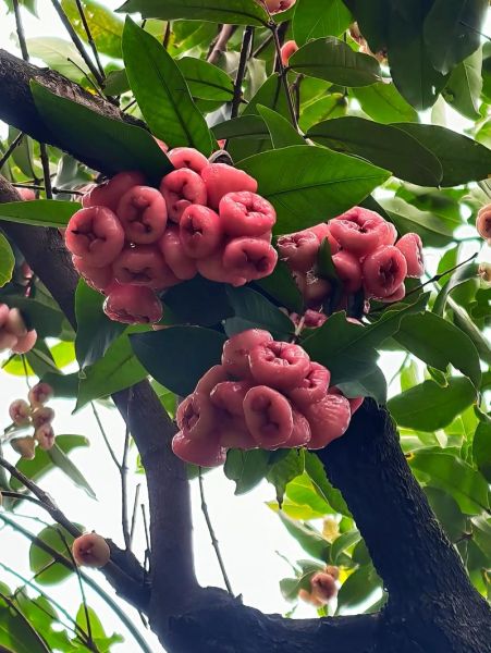 洋蒲桃怎么吃_洋蒲桃和莲雾的区别-第3张图片-山城妙识 洋蒲桃怎么吃_洋蒲桃和莲雾的区别-第3张图片-山城妙识