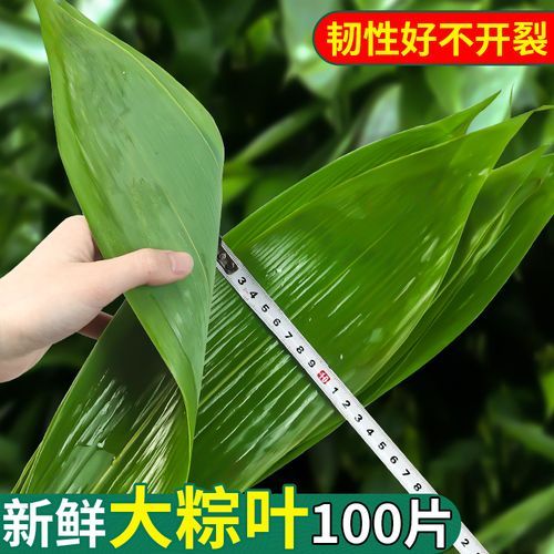 广西粽叶图片哪里找_广西粽叶高清图怎么拍-第3张图片-山城妙识