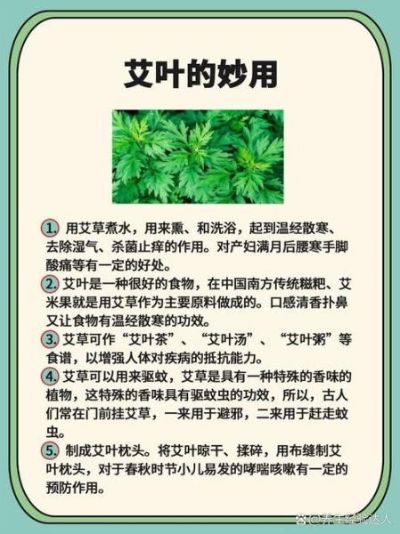 新鲜艾草的功效与禁忌_哪些人不能吃艾草-第2张图片-山城妙识