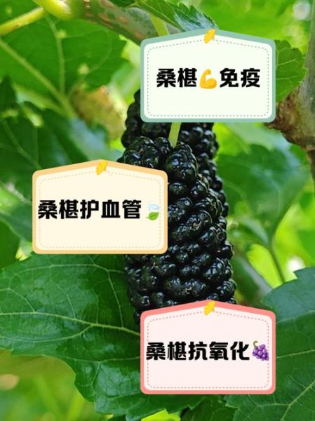 桑椹的副作用有哪些_桑椹禁忌人群-第2张图片-山城妙识